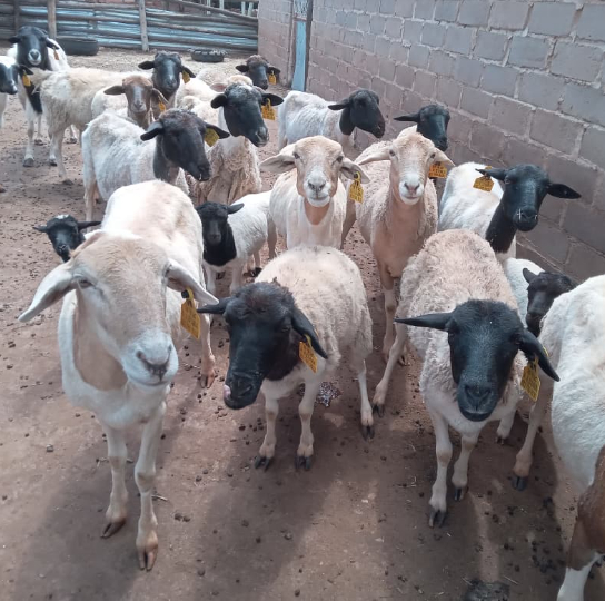 Farm Eleven O'Clock - Wildlife Breeding & Livestock Breeding | Limpopo ...